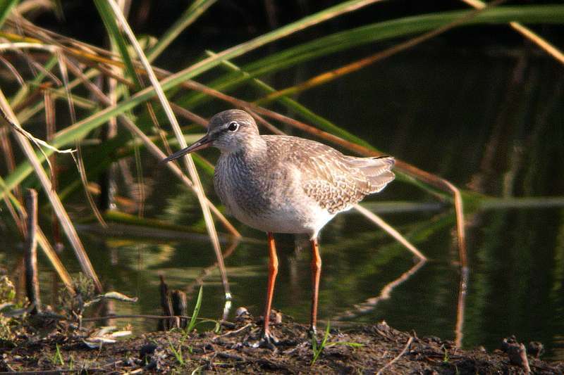 アカアシシギ成鳥冬羽~夏羽・幼羽-060410茨城県: 鴎舞時 / OhmyTime アカアシシギ成鳥冬羽~夏羽・幼羽-060410茨城県: 鴎舞時 / OhmyTime